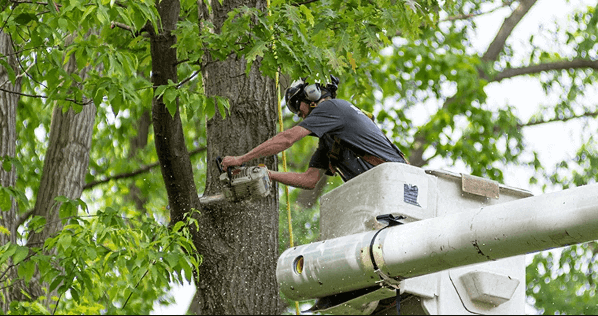 Tree Service Business Card: Crafting an Arborist's Identity